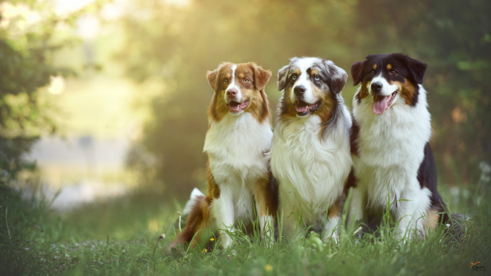 How to Introduce a Dog to Your Home | Introduce Dogs and Cats