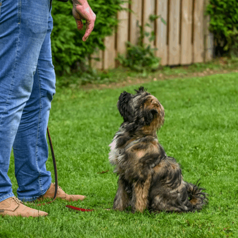 Dog Obedience Training in OKC | Behavior and Puppy Training